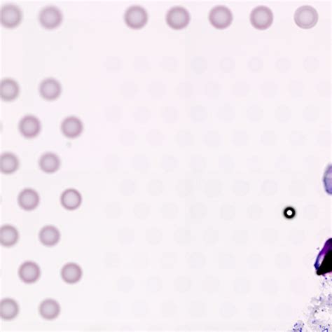 Dot Detection Object Detection Dataset By Eric Meyers