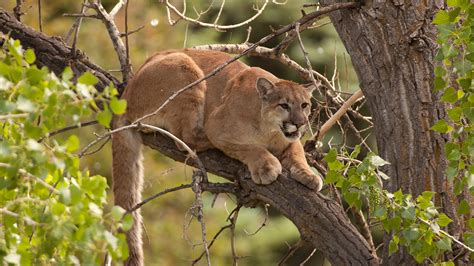 Proposed Colorado Law Would Ban Big Cat Hunts Critics Say It Will End