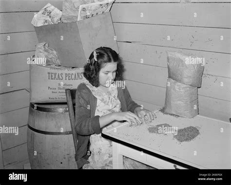 Mexican Girl Removing Shells From Small Pieces Of Pecan Nuts Ca 1939 San Antonio Texas Usa