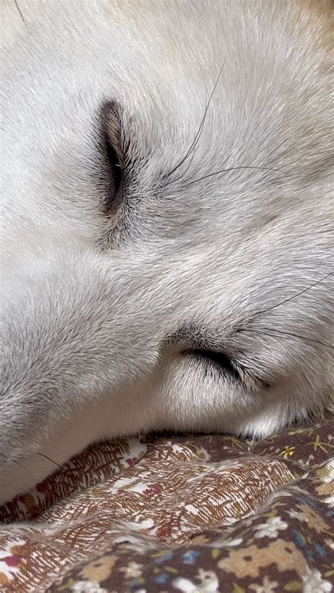 대복심이네 ️‍🔥 ️‍🔥 ️‍🔥 ️‍🔥 임시보호중인 귀염둥이 부끄입니다🐶 👶🏻성별 여아 🍼나이 1살 추정 🛹몸무게 13kg 💊상태 종합1 코로나1 완료