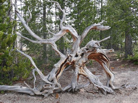 Tree Abstract Roots Free Photo On Pixabay Pixabay