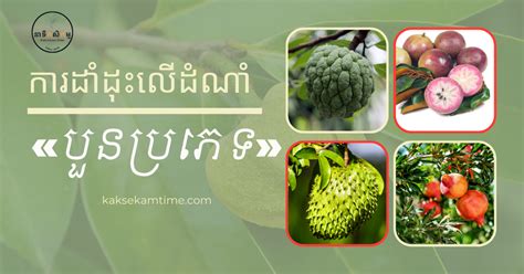 មកដឹងពីរដូវនៃការដាំដុះទៅលើដំណាំបួនប្រភេទ នាទីកសិកម្ម Kaksekam Time