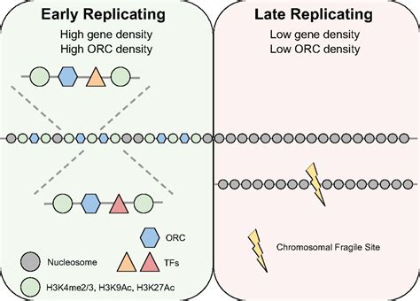 Origin Of Replication Sequence