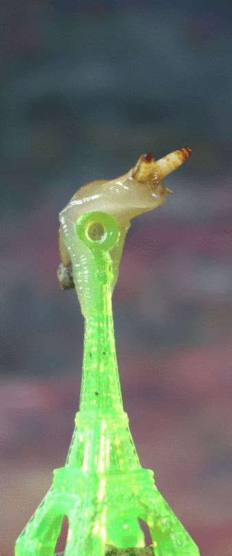 Parasite In Paris Tumbex