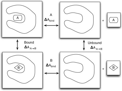 The Thermodynamic Cycle For The Relative Binding Affinities Of Ligands