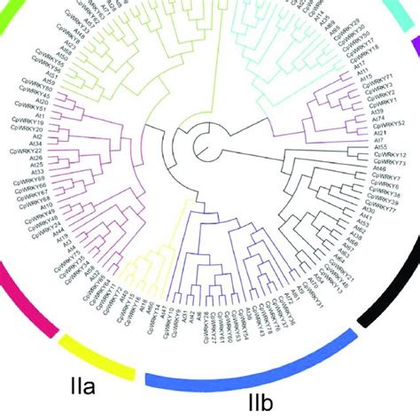 Phylogenetic Tree Representing Relationships Among Wrky Domains Of