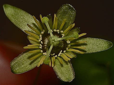 Yellow Passion Flowerhtml