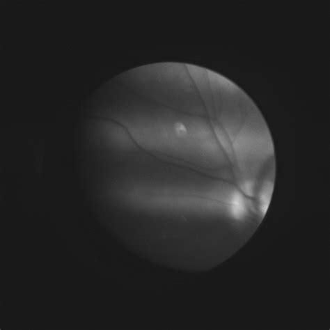 Opencv How To Trace Curvy Lines In An Image In Python Stack Overflow