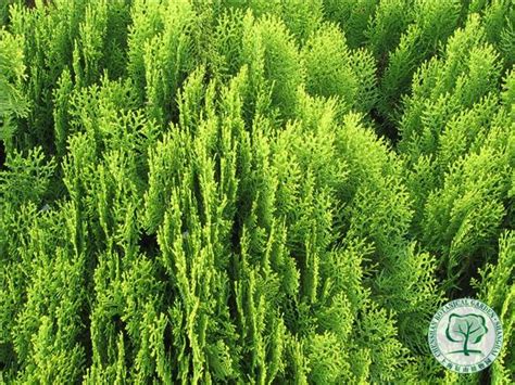 上海数字植物志