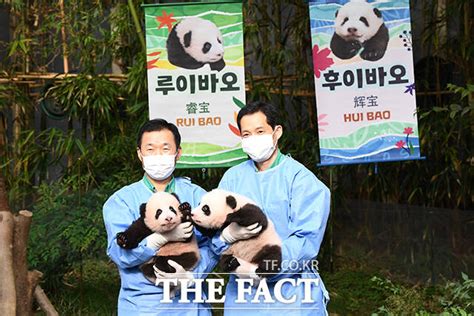 푸바오 쌍둥이 동생 루이바오와 후이바오 공개 [tf사진관] 포토 기사 더팩트