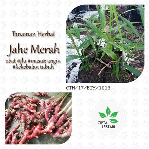 Bibit Tanaman Jahe Merah Pohon Jahe Merah Umbi Jahe Merah Top Lazada Indonesia Bibit Tanaman Jahe Merah Pohon Jahe Merah Umbi Jahe Merah Top Lazada Indonesia