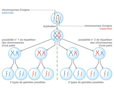 Image sud La formation des cellules sexuelles Réviser une notion SVT e