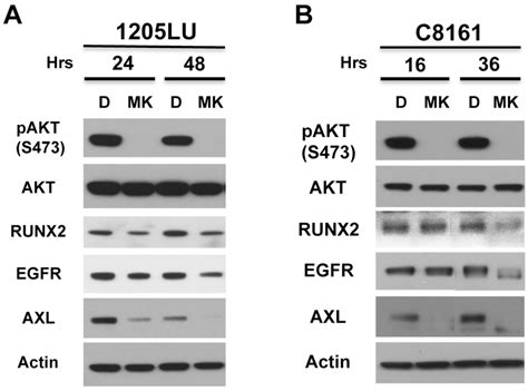 Akt Activity Is Involved In Runx2 And Rtk Expression 1205lu A And