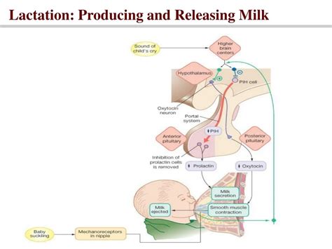 Ppt The Journey Of Fertilization And Pregnancy From Conception To