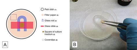 Video Isolation Characterization And Total Dna Extraction To Identify Endophytic Fungi In