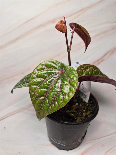Piper Crocatum Rare Plants Etsy