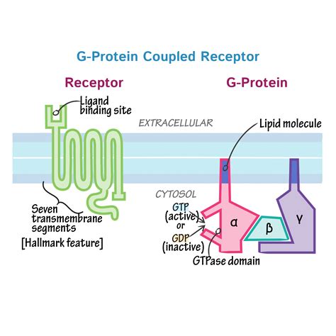 Cell Biology Glossary G Protein Coupled Receptor Ditki Medical And Biological Sciences