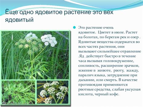 Растение Вех Ядовитый Фото Где Растет — Картинки фотографии