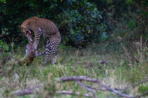Watch Python Constrict Leopard As It Fights For Life