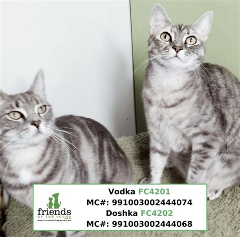 Vodka And Doshka Friends Of The Pound