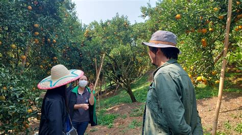 เกษตรเขต 6 ลงพื้นที่เมืองฝาง ติดตามการดำเนินงานพร้อมถ่ายทำประชาสัมพันธ์แปลงใหญ่ส้มเขียวหวาน