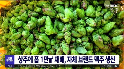 상주 홉 재배로 맥주 생산 체험 안동mbc Youtube