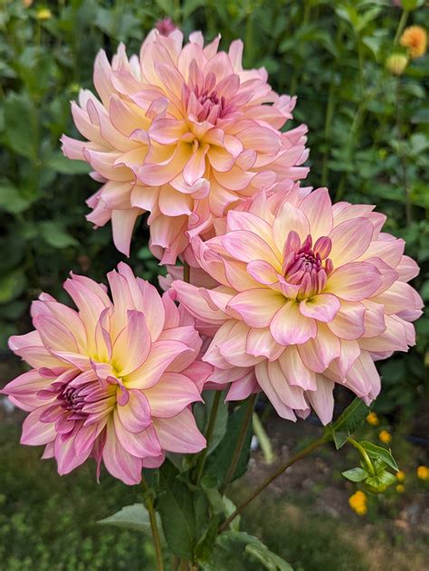 Ac Twisp Limit 1 Misfit Dahlias