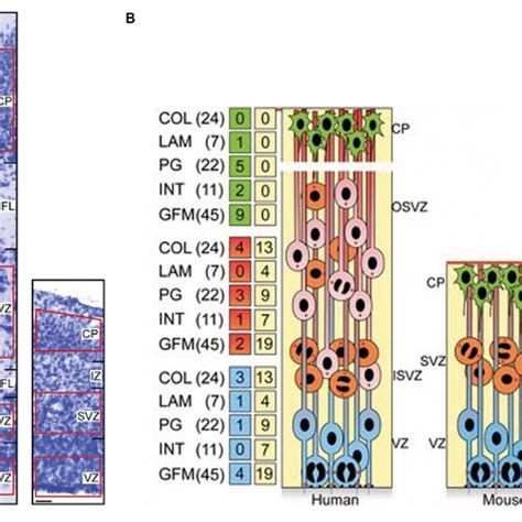 Increased Expression Of Extracellular Matrix ECM Components In The Download Scientific