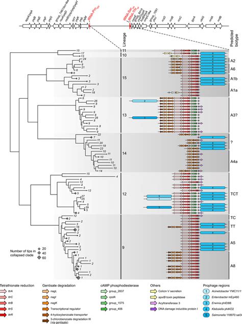 A Trna Associated Hypervariable Region ‘plasticity Zone Encodes Gene Download Scientific