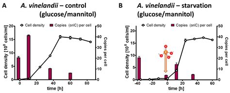 One Advantage Of Being Polyploid Prokaryotes Of Various Phylogenetic