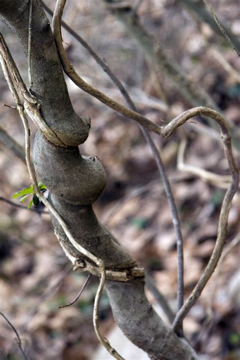 Japanese Honeysuckle Girdling A Red Maple Sapling Piedmont Gardener