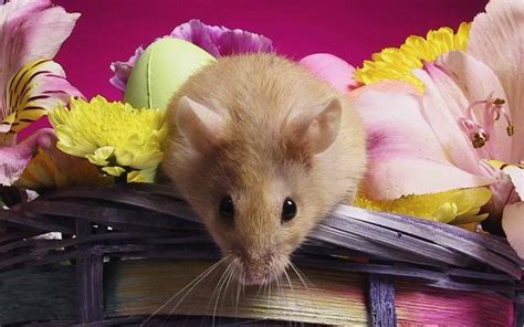 動物圖集調皮的小老鼠 每日頭條