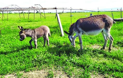სახედრების პირველი ფერმა საქართველოში კვირის პალიტრა