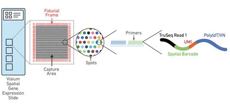 Structure Of A Visium Gene Expression Slide