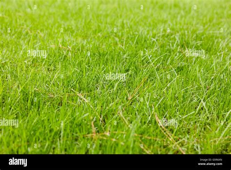 Grass Field Texture