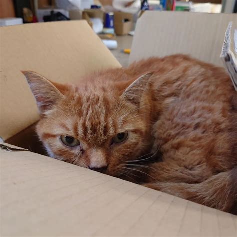 迷い猫の飼い主さんを探しています ニュース 神奈川横浜の方のジムニーならジムニー専門店 プロショップアピオ