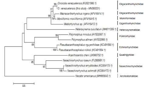 Maximum Likelihood Ml Algorithm Used With The Tamura Nei Model That