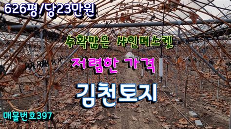 김천토지샤인머스켓 수확많고 가격저렴한 초급매 땅 Youtube