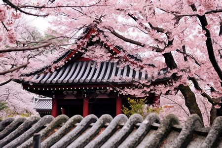 日本樱花季节高清图片下载 正版图片600267163 摄图网