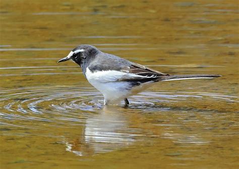 KEIの鳥撮り セグロセキレイ 他