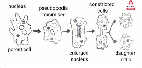 Amoeba Cell Diagram Classification Nutrition