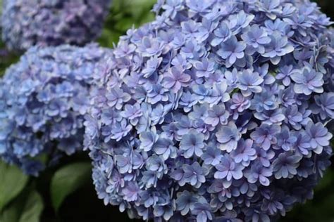 Japan Travel A Guide To The Country S Favourite Flowers And Where To