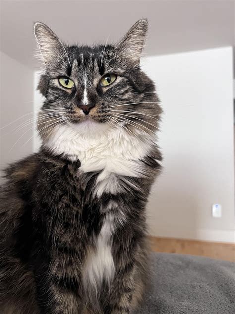 Looking Standard And Svelte Rstandardissuecat