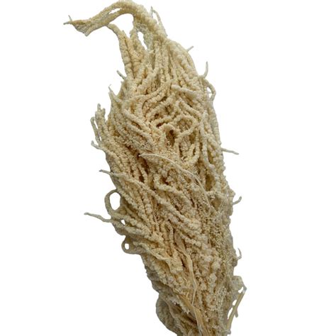 Preserved White Amaranthus Preservedusa
