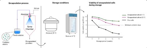 Viability Of Encapsulated Probiotics During Storage [created With Download Scientific Diagram