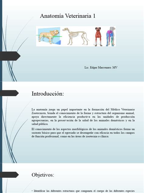 Anatomia Veterinaria Pdf Gratis Emxvrb