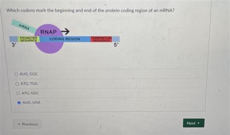 Solved Infer DNA Sequence From The Below Sequencing Gel The Chegg Com