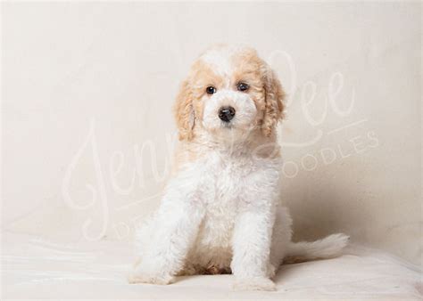 White Toy Goldendoodle