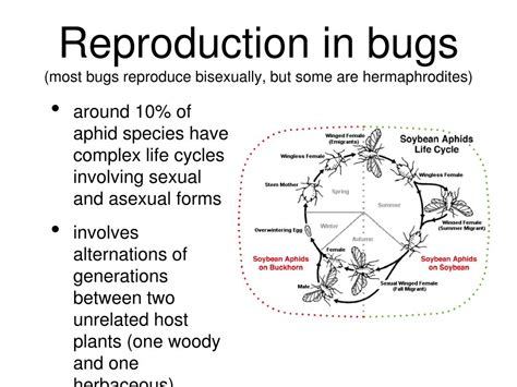 insect reproduction rate