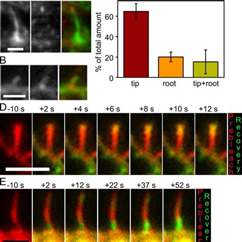 Sites Of Actin Filament Polymerization In Dendritic Filopodia A And Download Scientific